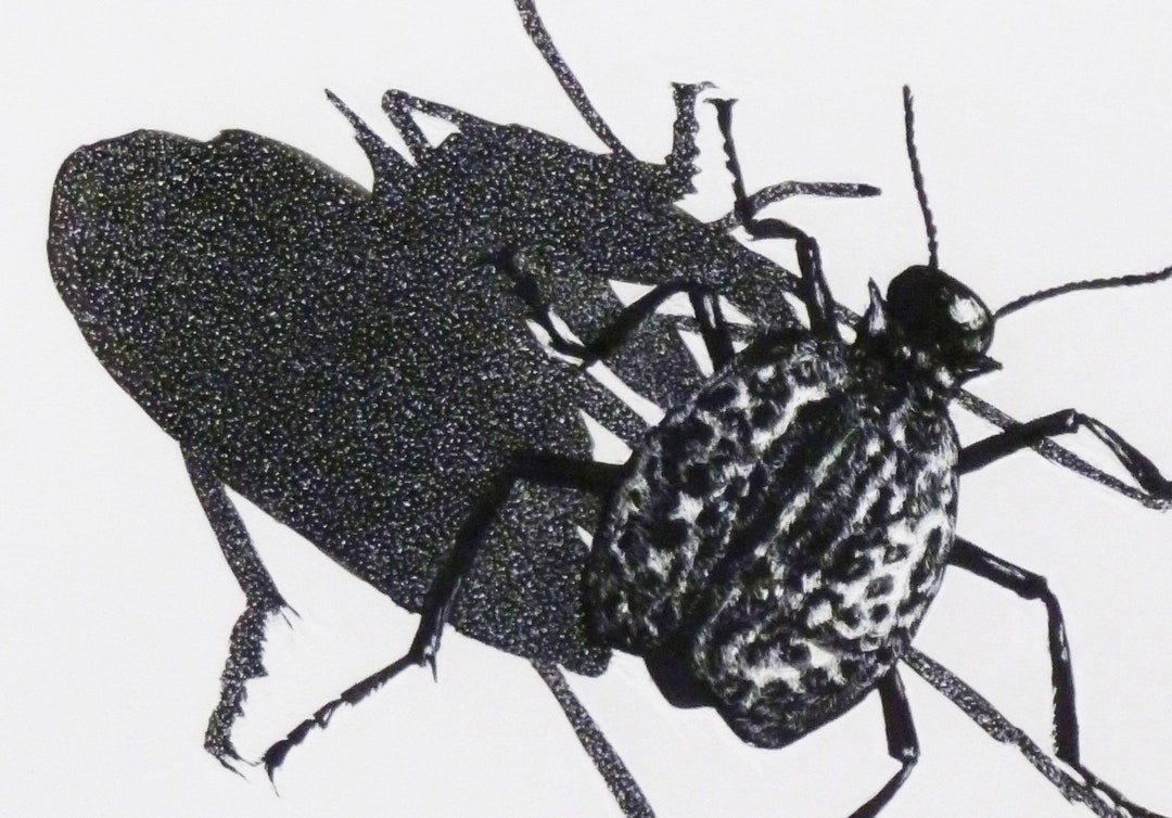 Desert Spider Beetle, Original Scratchboard Drawing, Bug, Desert ...