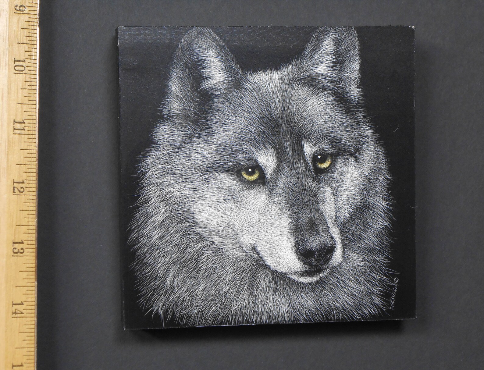 Marcus, Gray Wolf, Original Scratchboard Drawing, Endangered Species ...