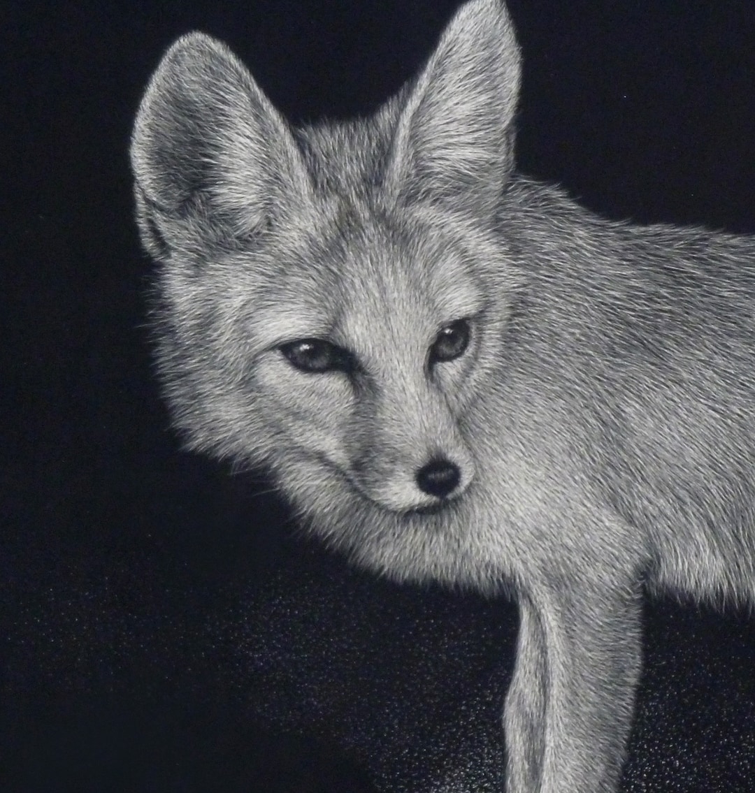 Kit Fox, Original Scratchboard Drawing, Kipper, Desert, Wildlife, North ...