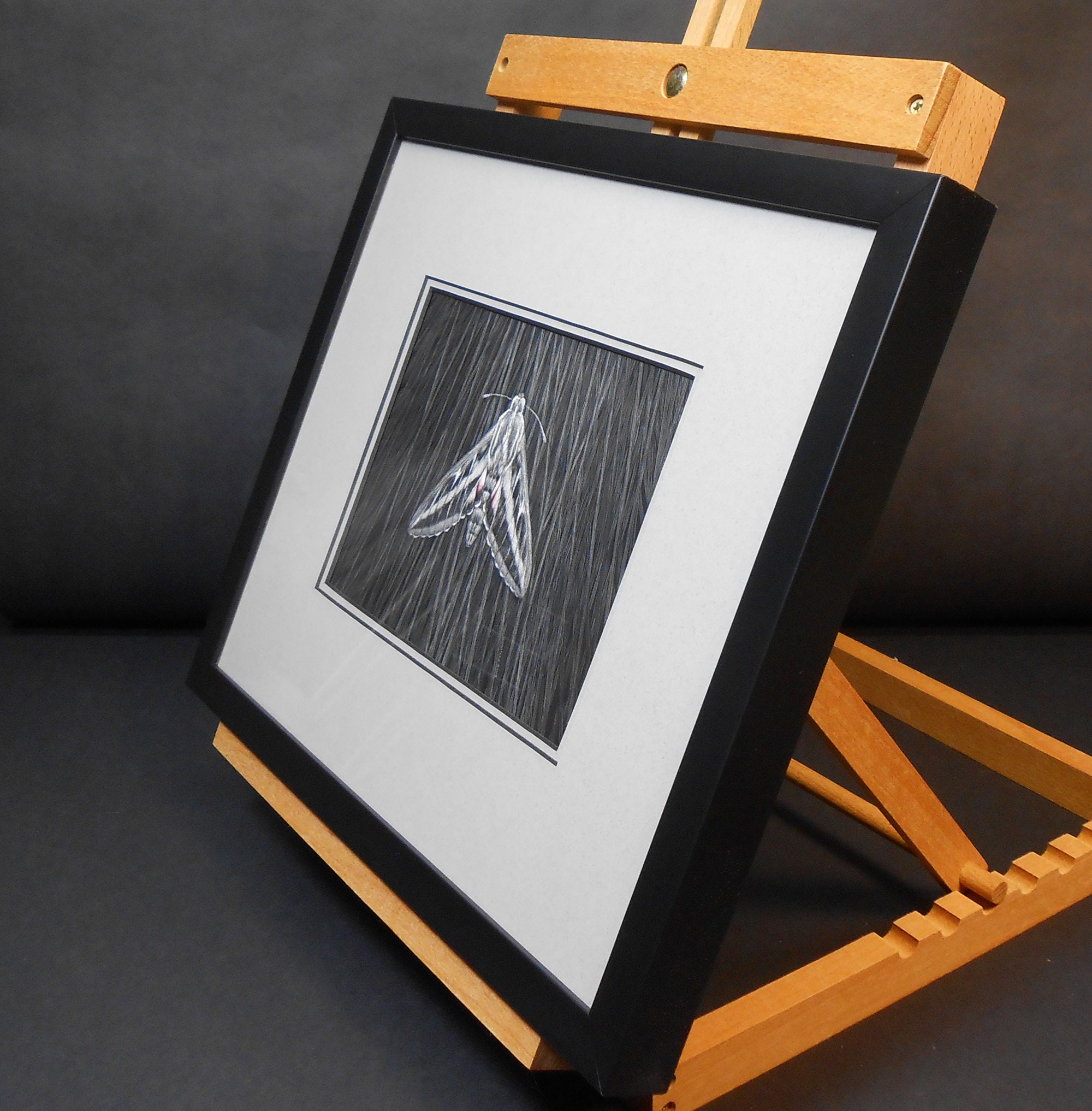 White-lined, Sphinx, Moth, Drawing, Original, Scratchboard, Art ...