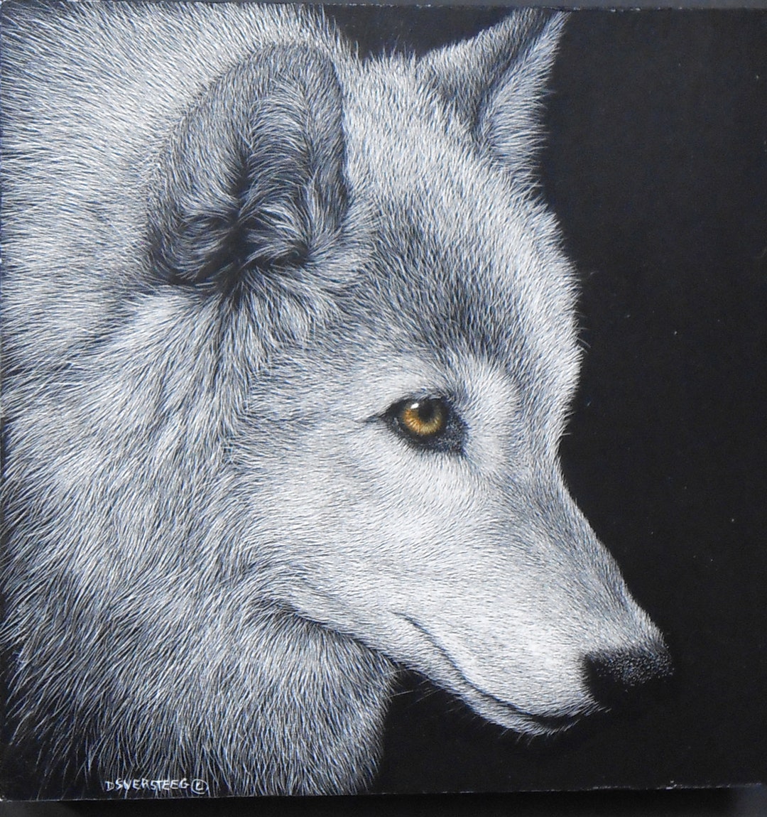 Sung, a Gray Wolf, Original Scratchboard Drawing, Black and White ...