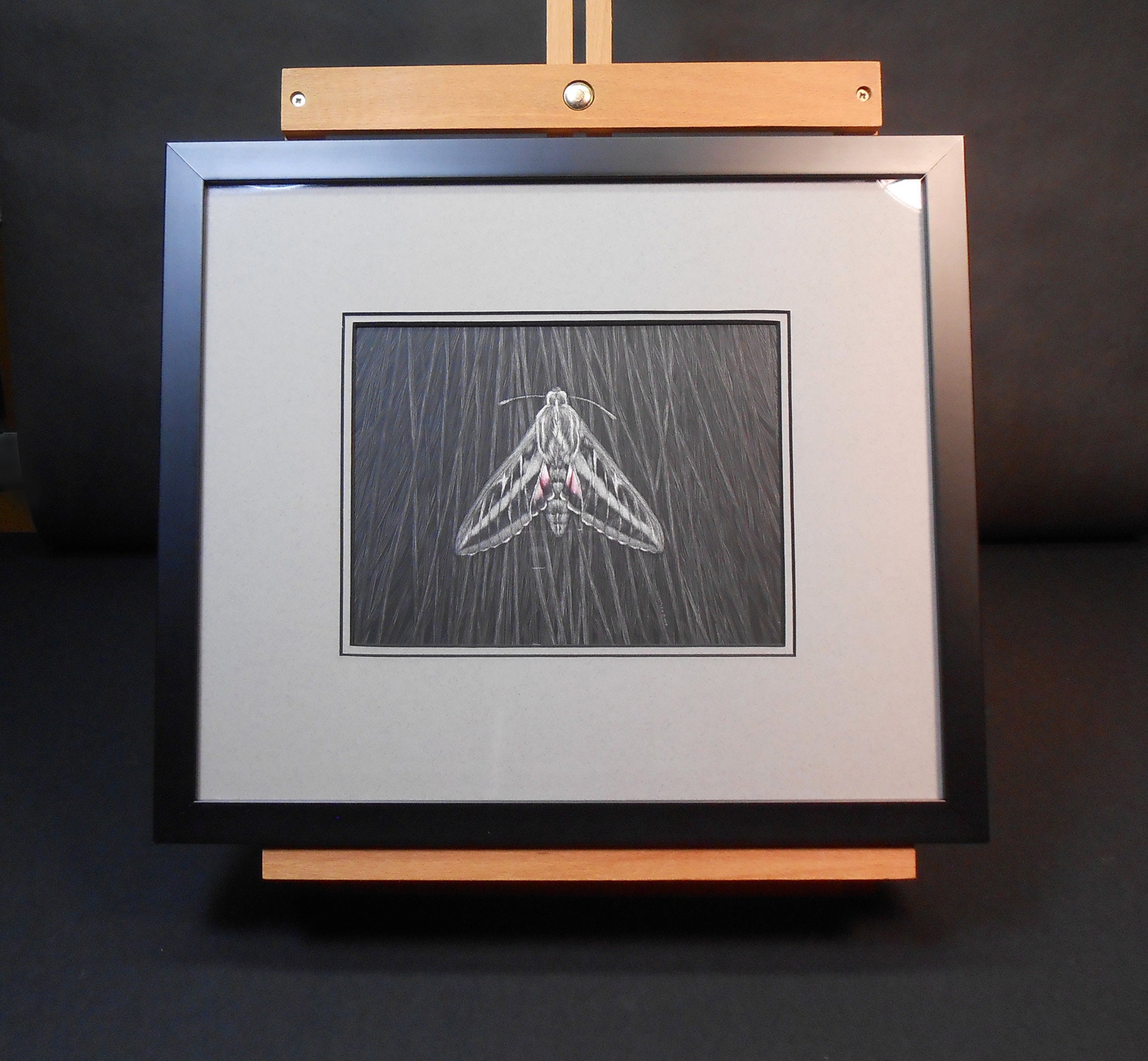 White-lined, Sphinx, Moth, Drawing, Original, Scratchboard, Art ...