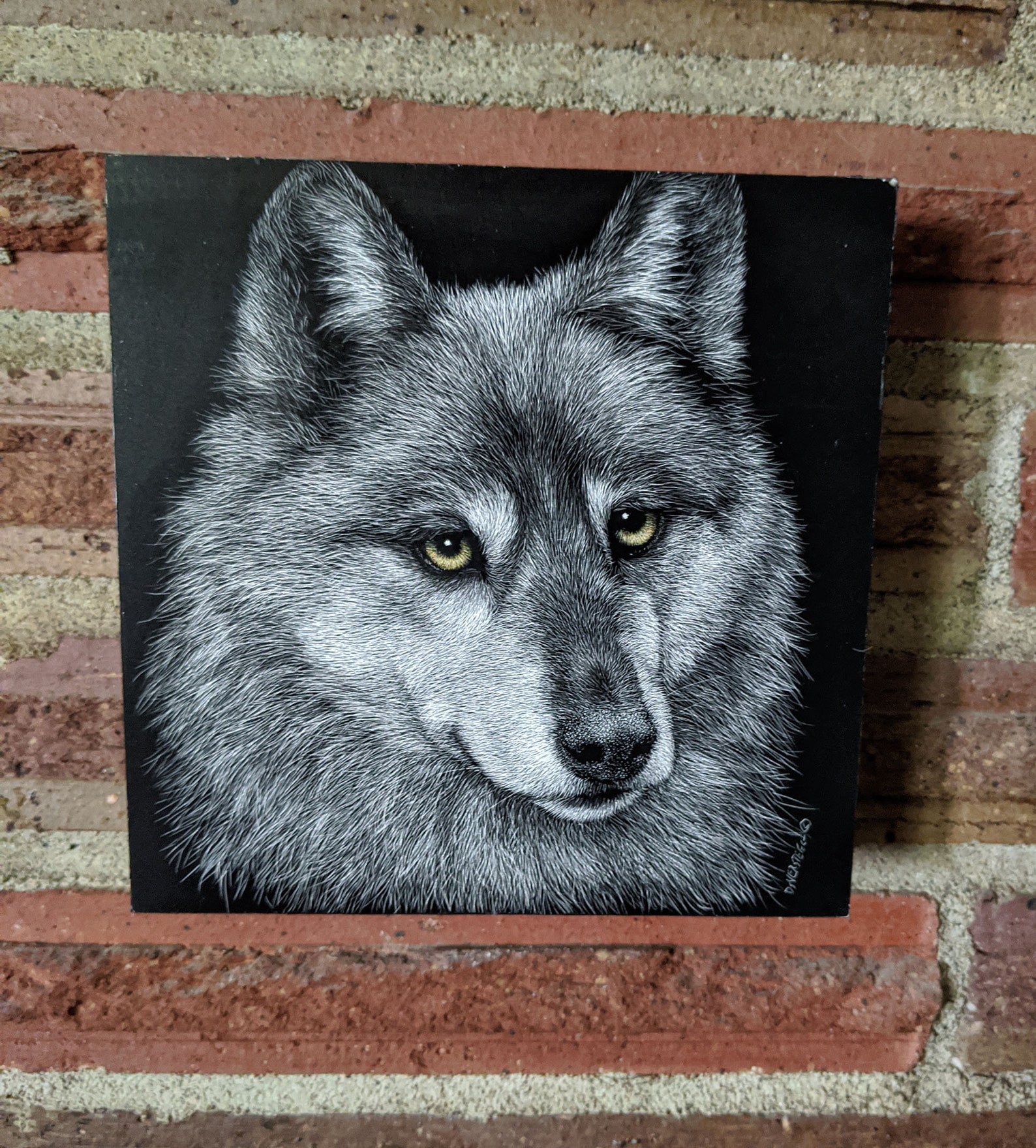 Marcus, Gray Wolf, Original Scratchboard Drawing, Endangered Species ...