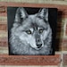 Gray Wolf Scratchboard Drawing: Wildlife Art, Golden Eyes - Etsy