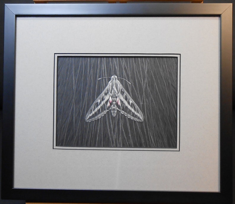 White-lined, Sphinx, Moth, Drawing, Original, Scratchboard, Art ...
