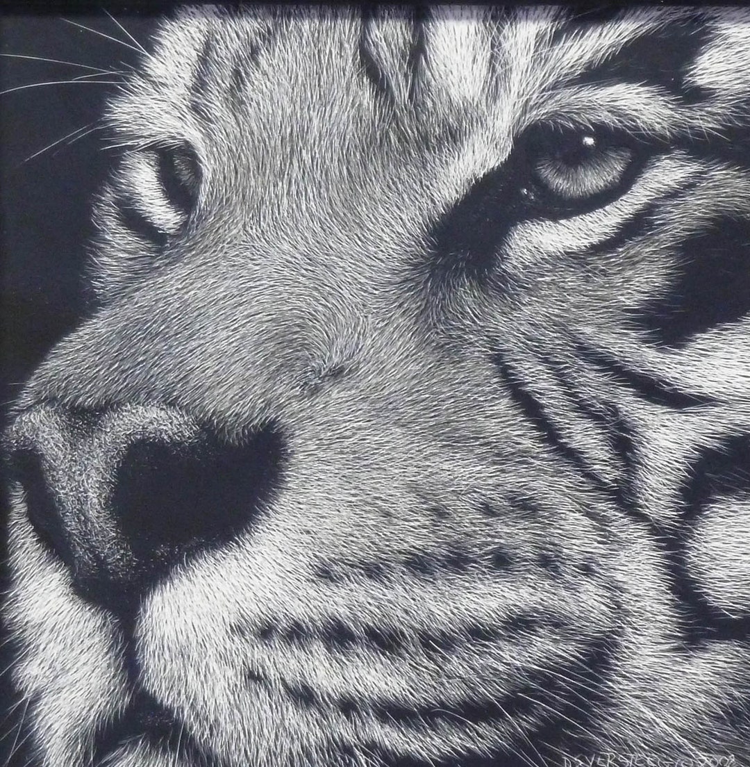 Tiger, Cat, Original, Drawing, Scratchboard, Animals, Wildlife, Black ...