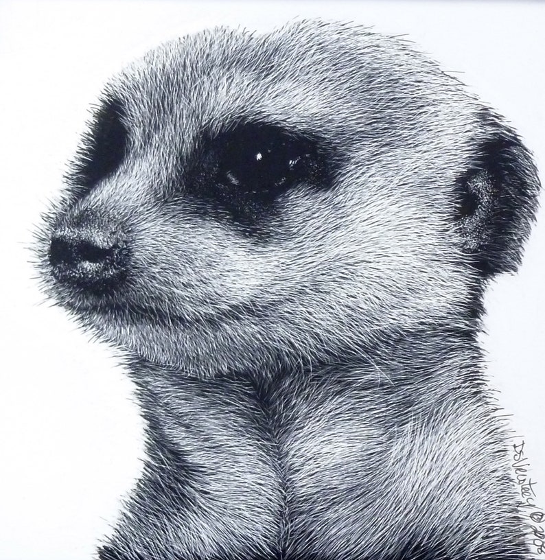 Meerkat, Kirby, Original, Scratchboard Drawing, Wildlife, Africa ...