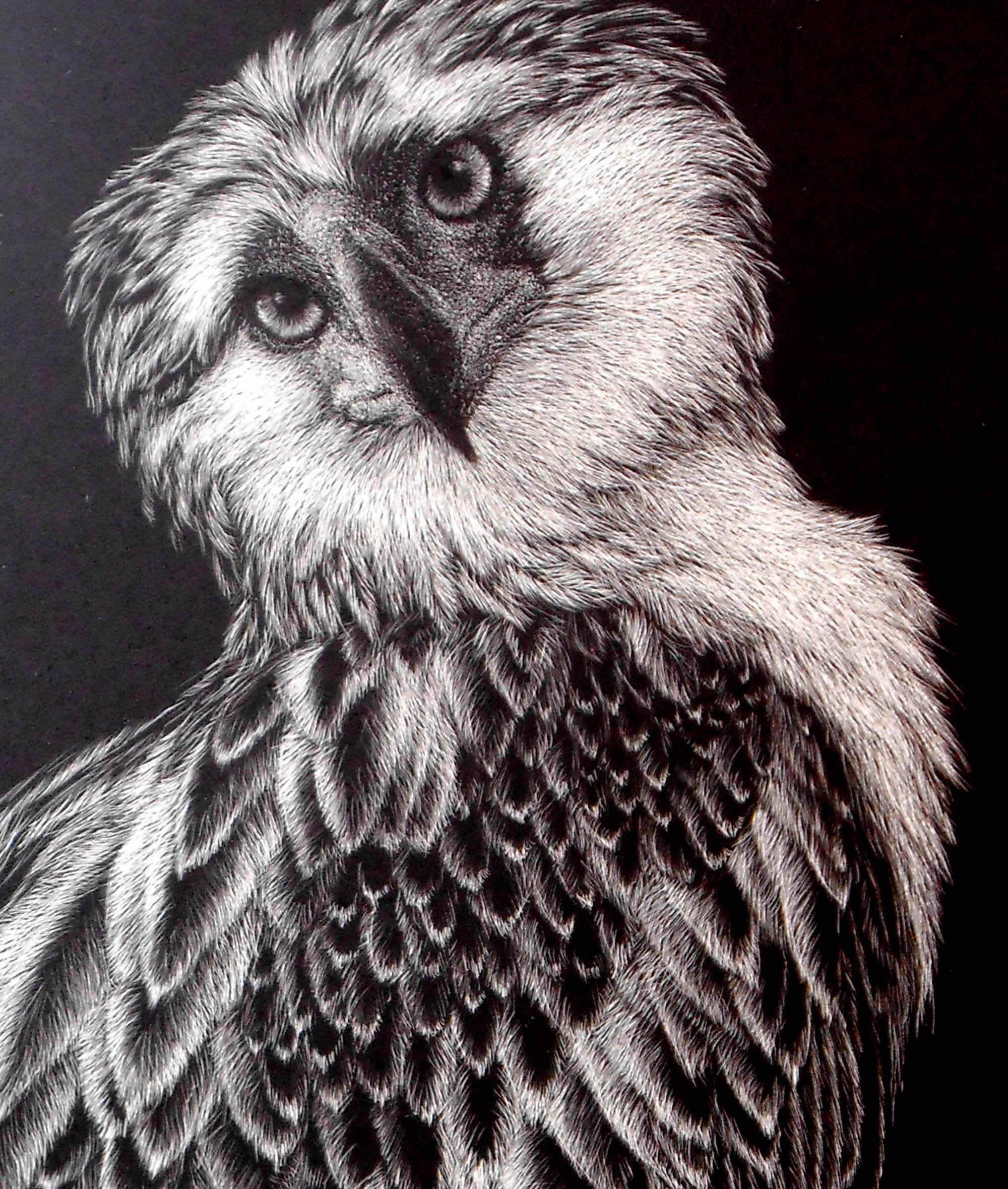 Philippine Eagle, Original Scratchboard Drawing, Art, Endangered, Bird ...