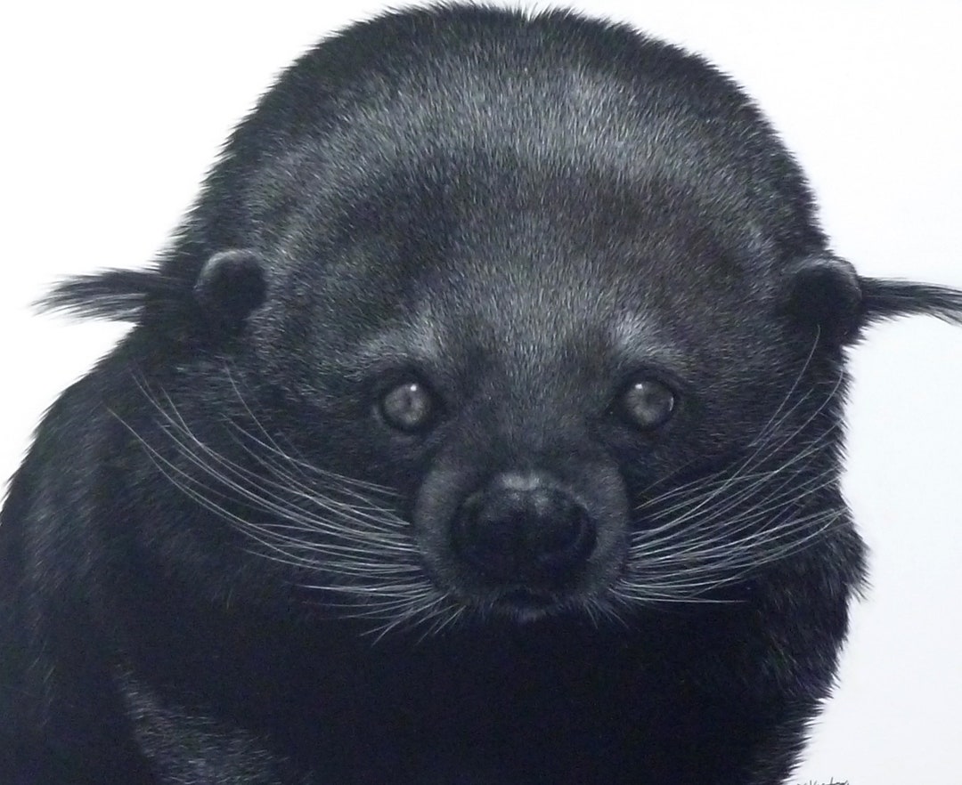 Rungus, a Binturong, Original Scratchboard Drawing, Bear-cat, Forest ...