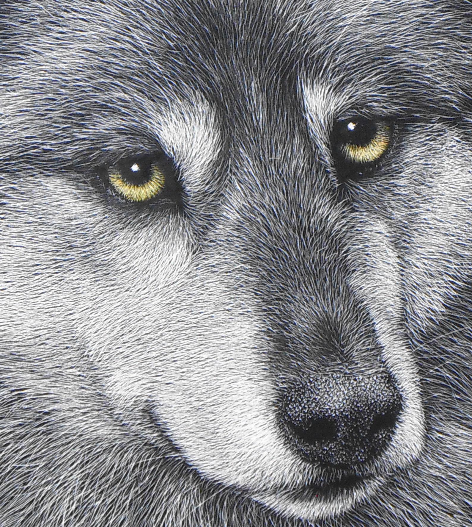 Marcus, Gray Wolf, Original Scratchboard Drawing, Endangered Species ...