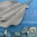 Turquoise Stingray, Polymer Clay, Undersea, Sealife, Wildlife ...