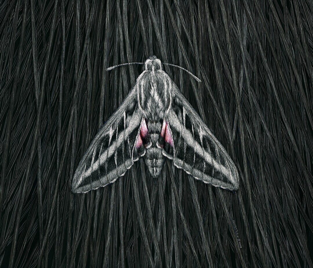 White-lined, Sphinx, Moth, Drawing, Original, Scratchboard, Art ...