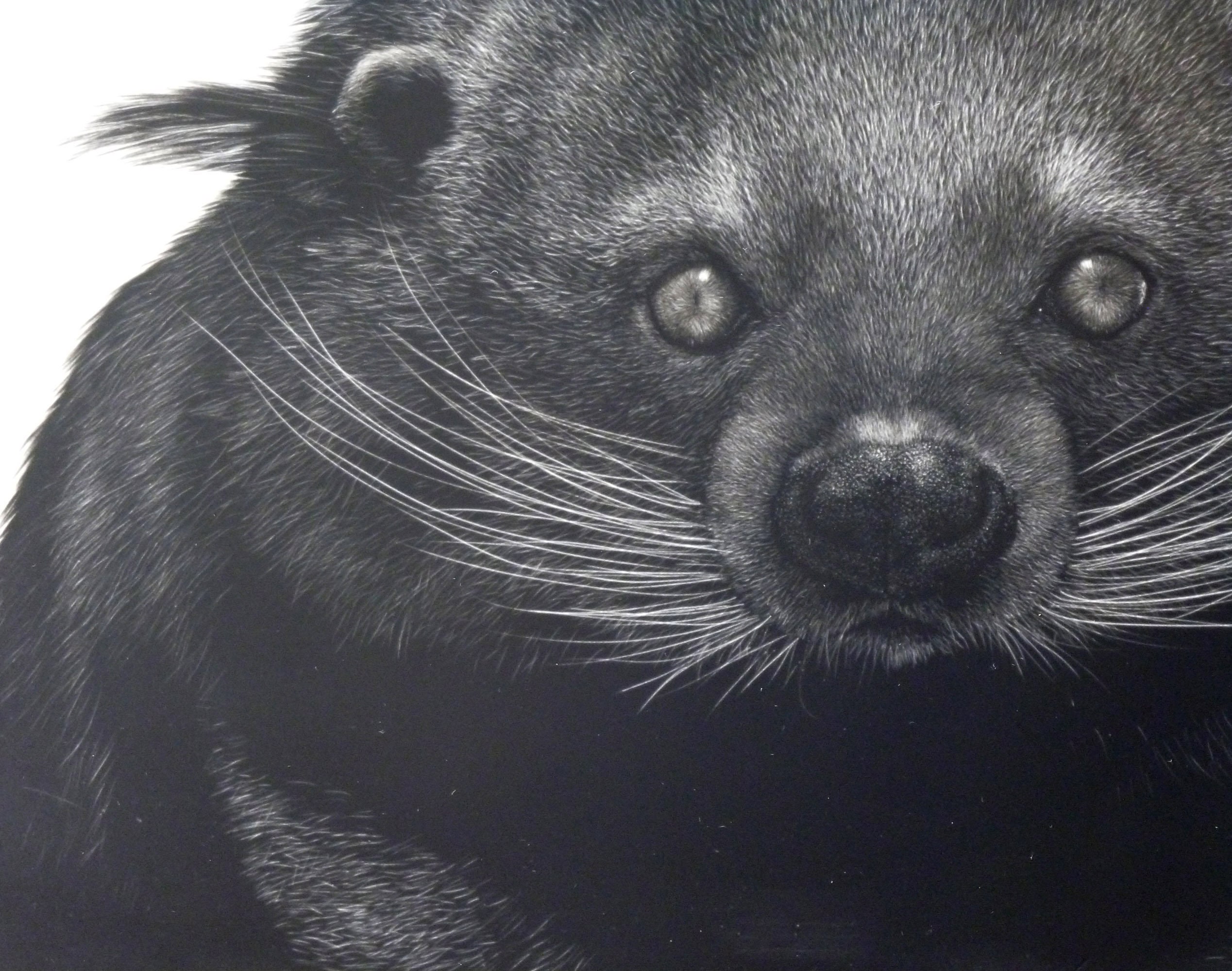 Rungus, a Binturong, Original Scratchboard Drawing, Bear-cat, Forest ...