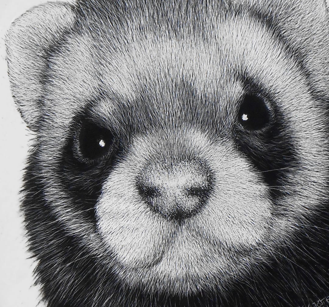 Ferris, Ferret, Scratchboard, Original, Drawing, Mustelidae, Wildlife ...