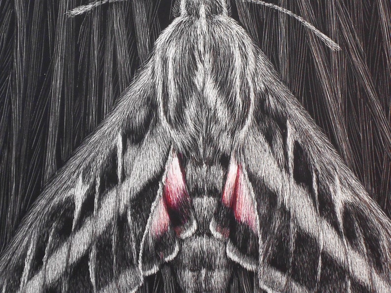 White-lined, Sphinx, Moth, Drawing, Original, Scratchboard, Art ...