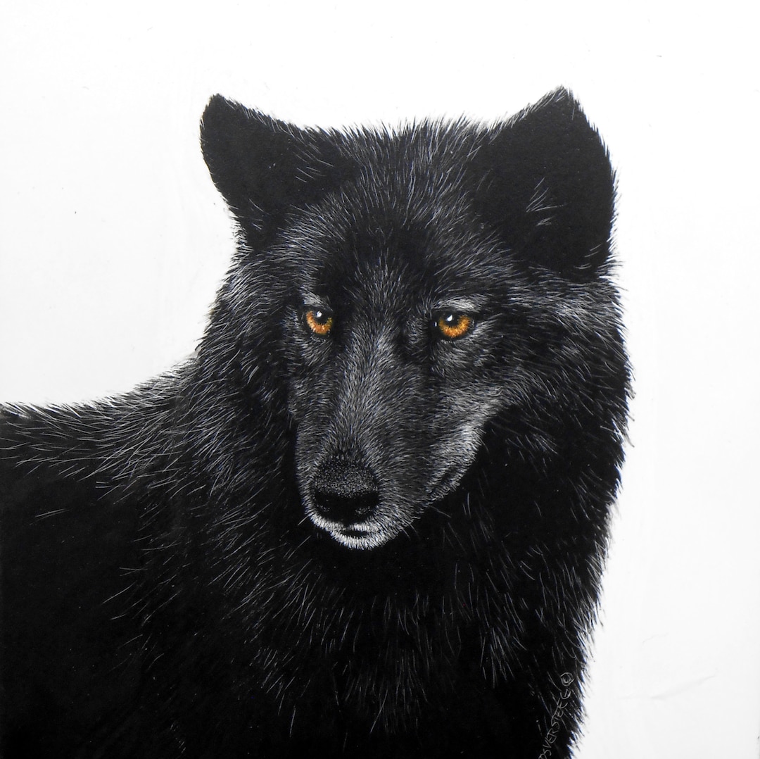 Shania, a Gray Wolf, Original Scratchboard Drawing, Black and White ...