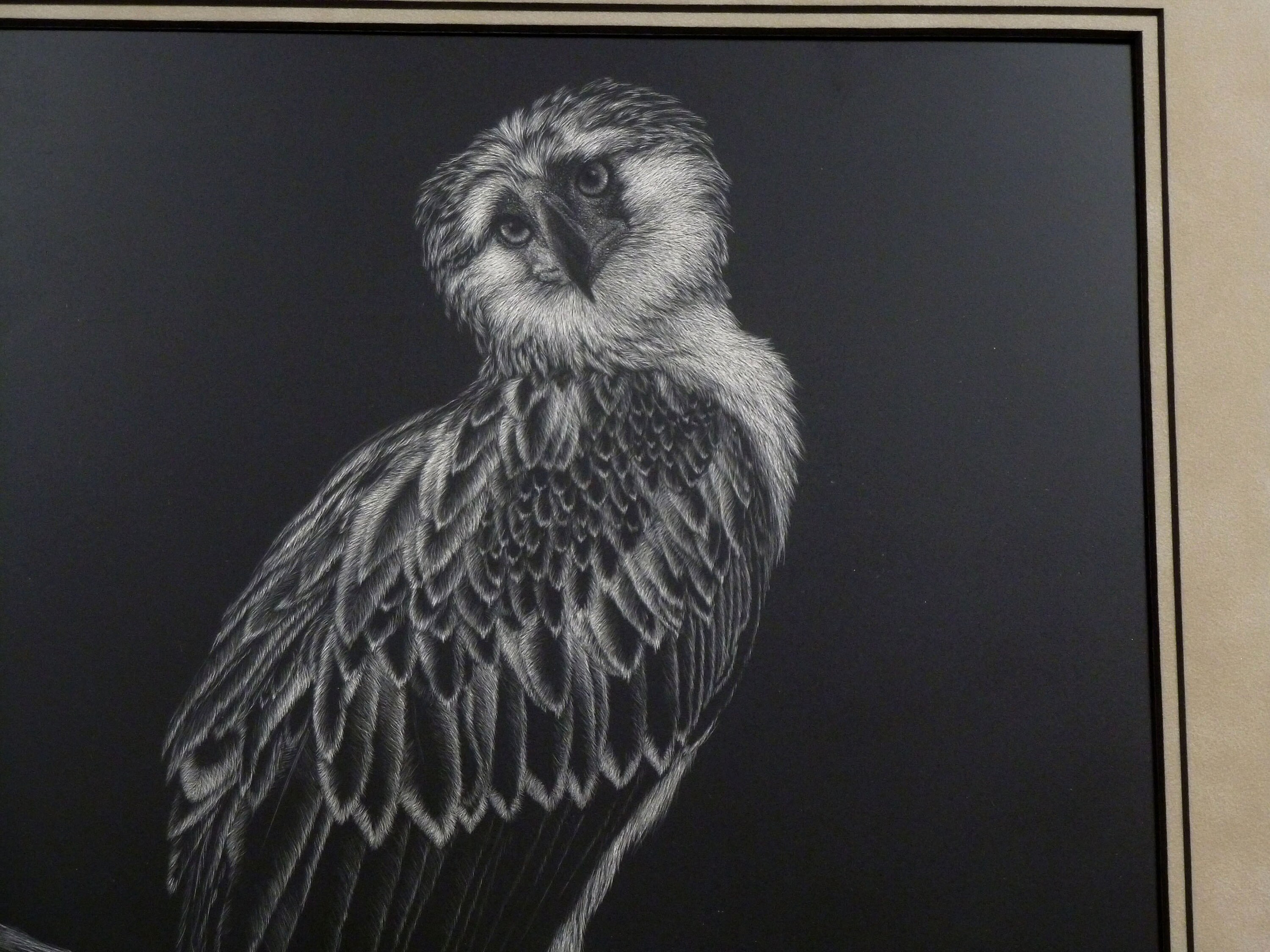 Philippine Eagle, Original Scratchboard Drawing, Art, Endangered, Bird ...