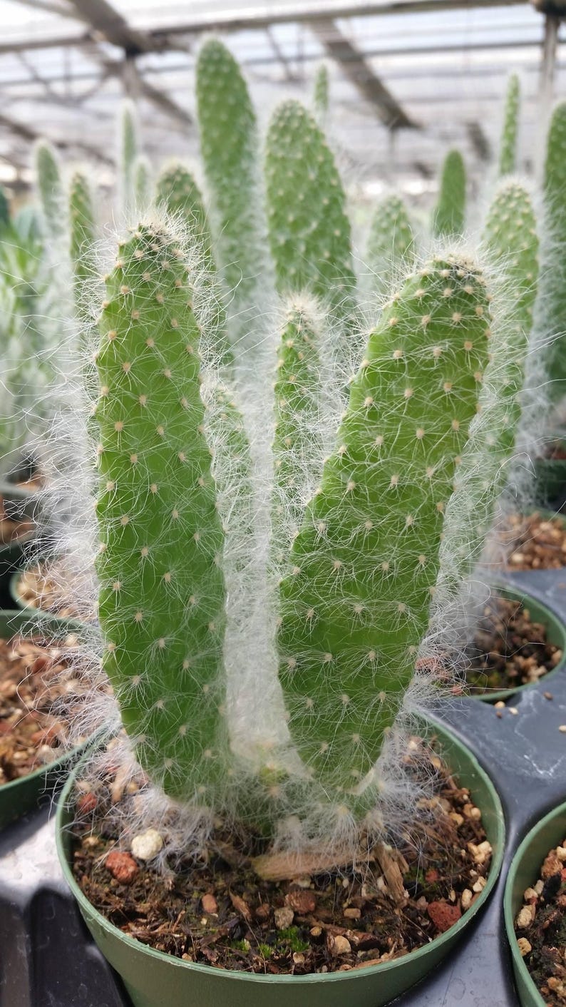 Opuntia Prickly Pear Snow Fuzzy Cactus - Etsy
