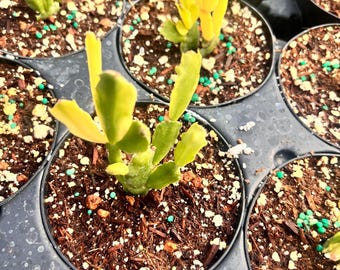 Variegated Christmas Cactus 4 Inch Pot Exact One in Picture Double ...