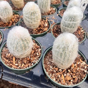 4 Old Man Cactus - Etsy