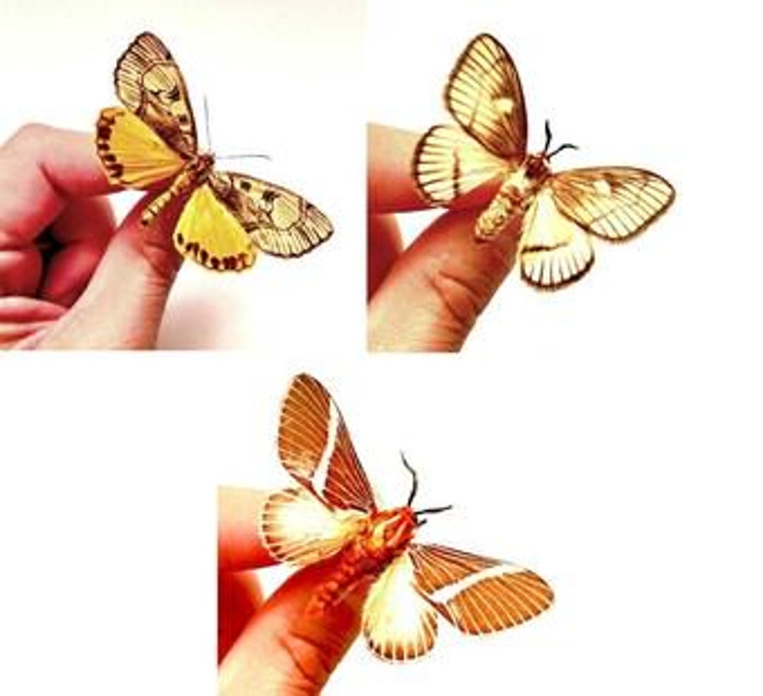 Set of 3 Cameroon Mounted Moths - Insects & Butterflies for Your Art ...