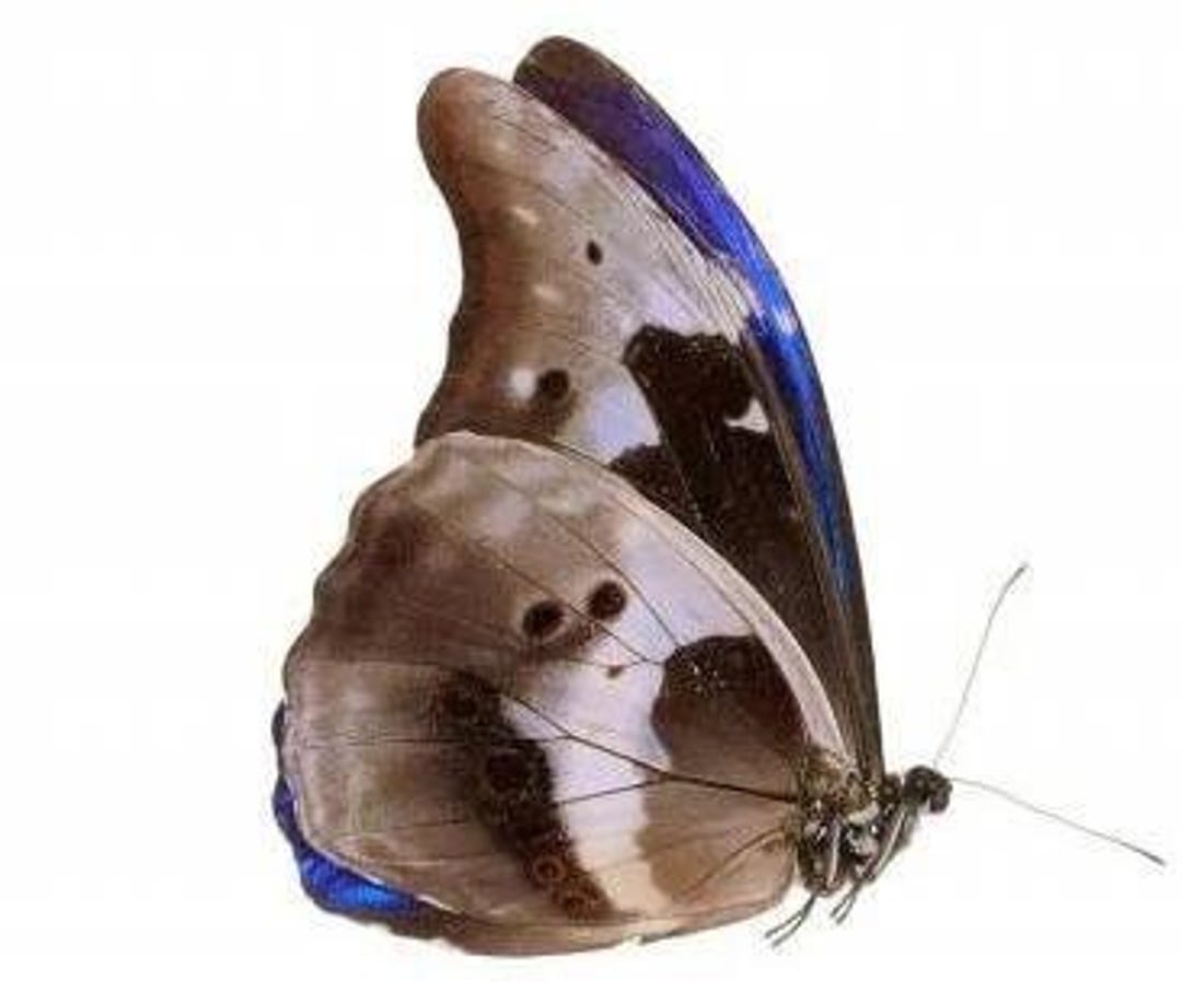 Morphidae - Morpho Rhetenor Helena - Unmounted - Butterflies for Your ...