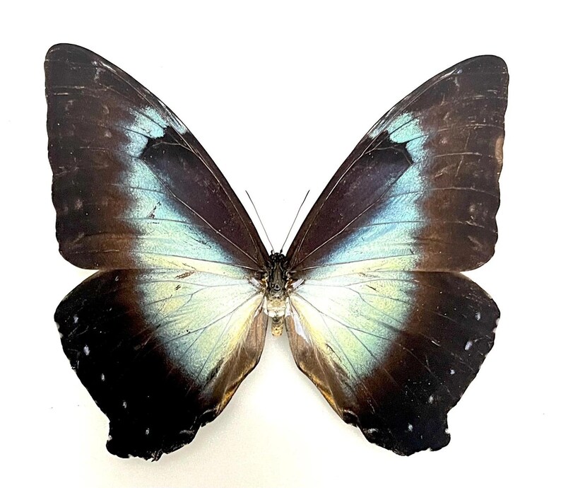 RARE BLUE FEMALE!! Morpho Cisseis Phanodemus - Mounted 145mm ...