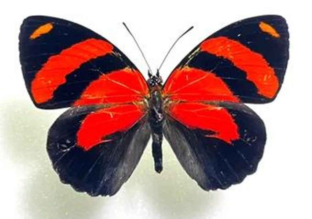 Mounted Callicore Cynosura From Peru - Butterflies & Insects for Your ...