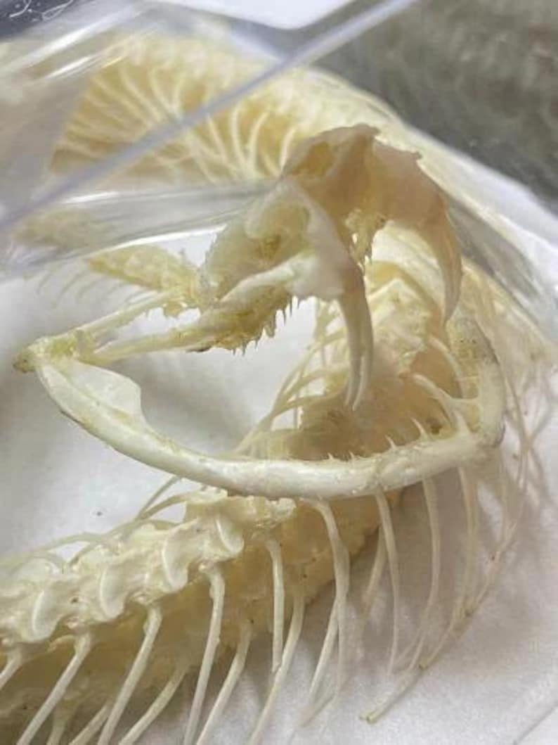 Impressive Viper Skeleton! Big Fangs!- Trimeresurus Albolabris- White ...