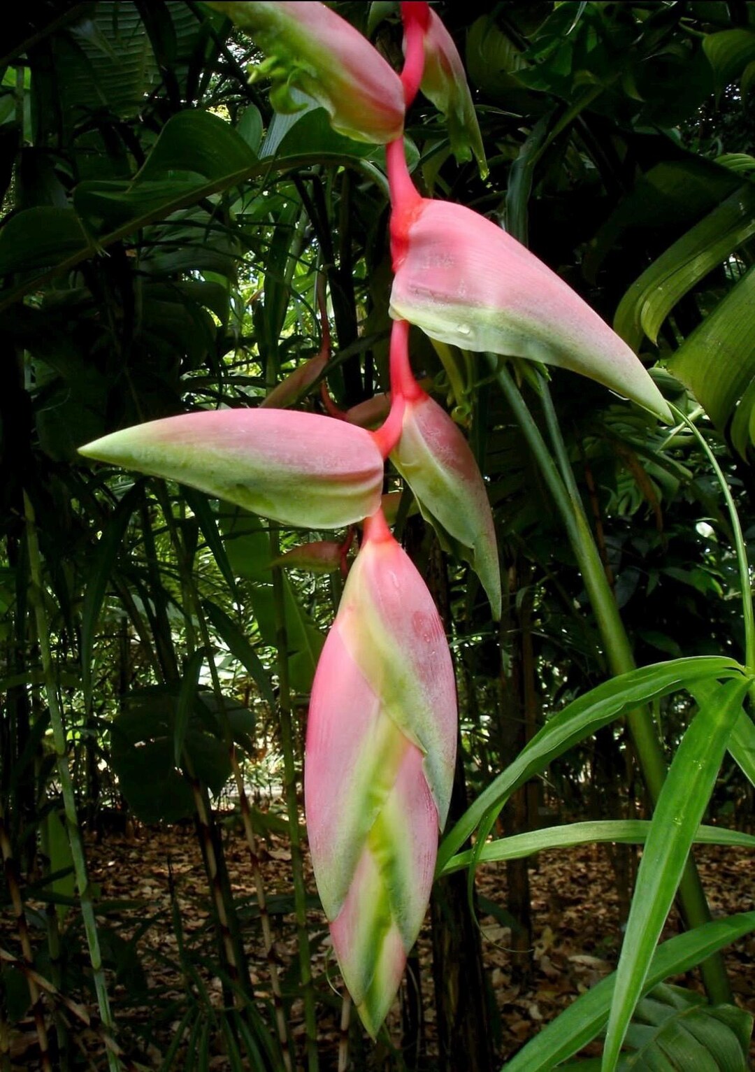 Heliconia Chartacea (sexy Pink) - Live Rhizome - Etsy