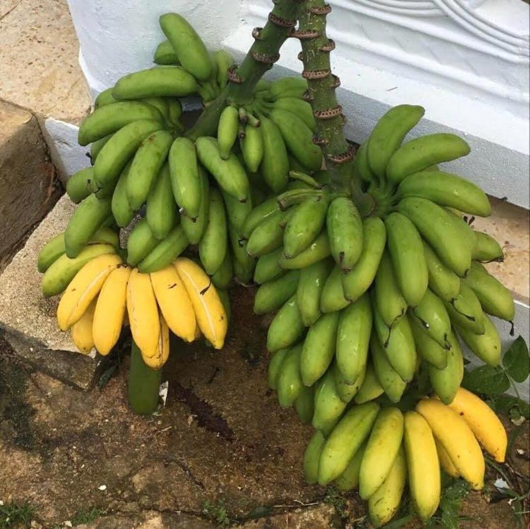 Apple Banana "manzano"' Tree - Etsy