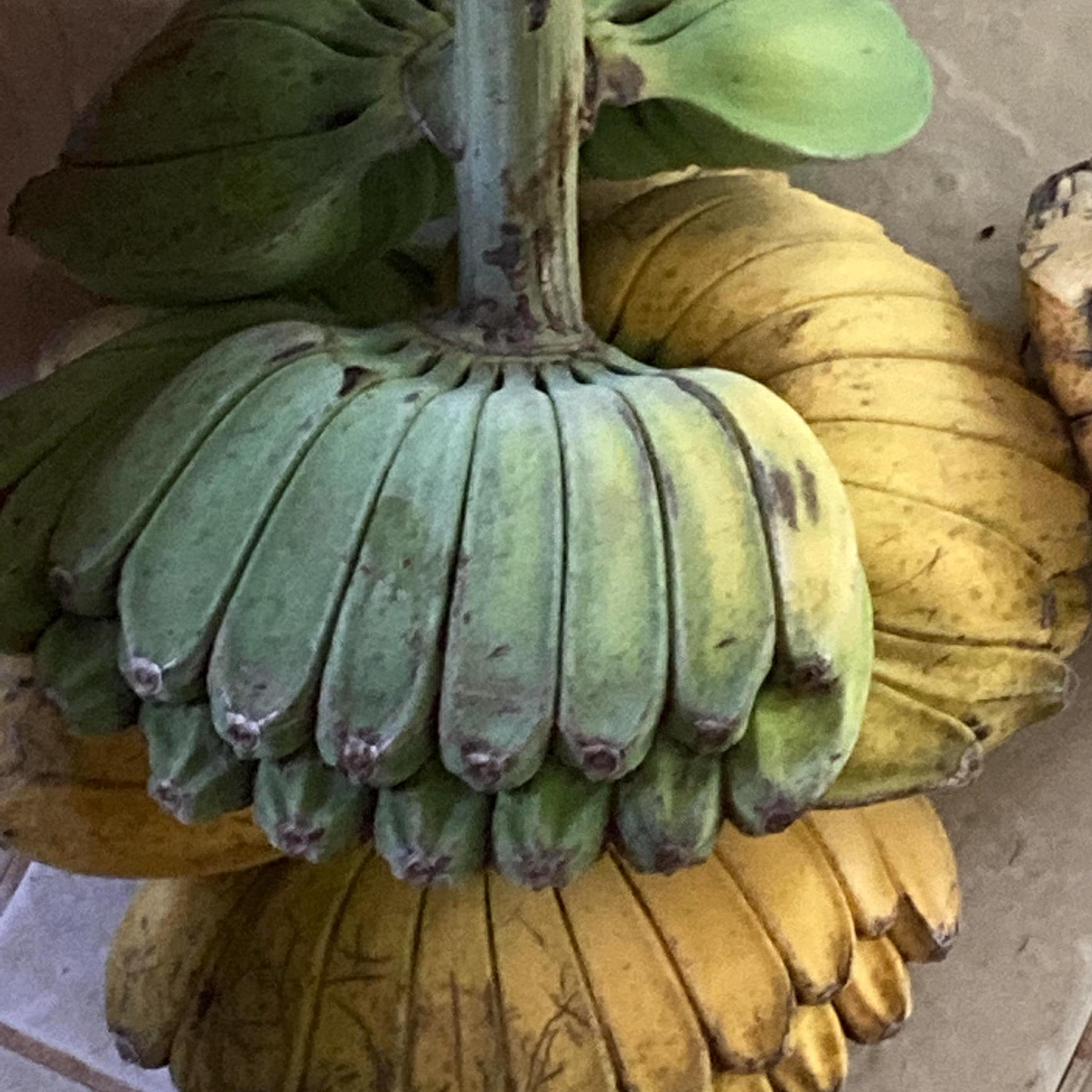 Praying Hands (musa X Paradisiaca) - Live Rhizome - Etsy