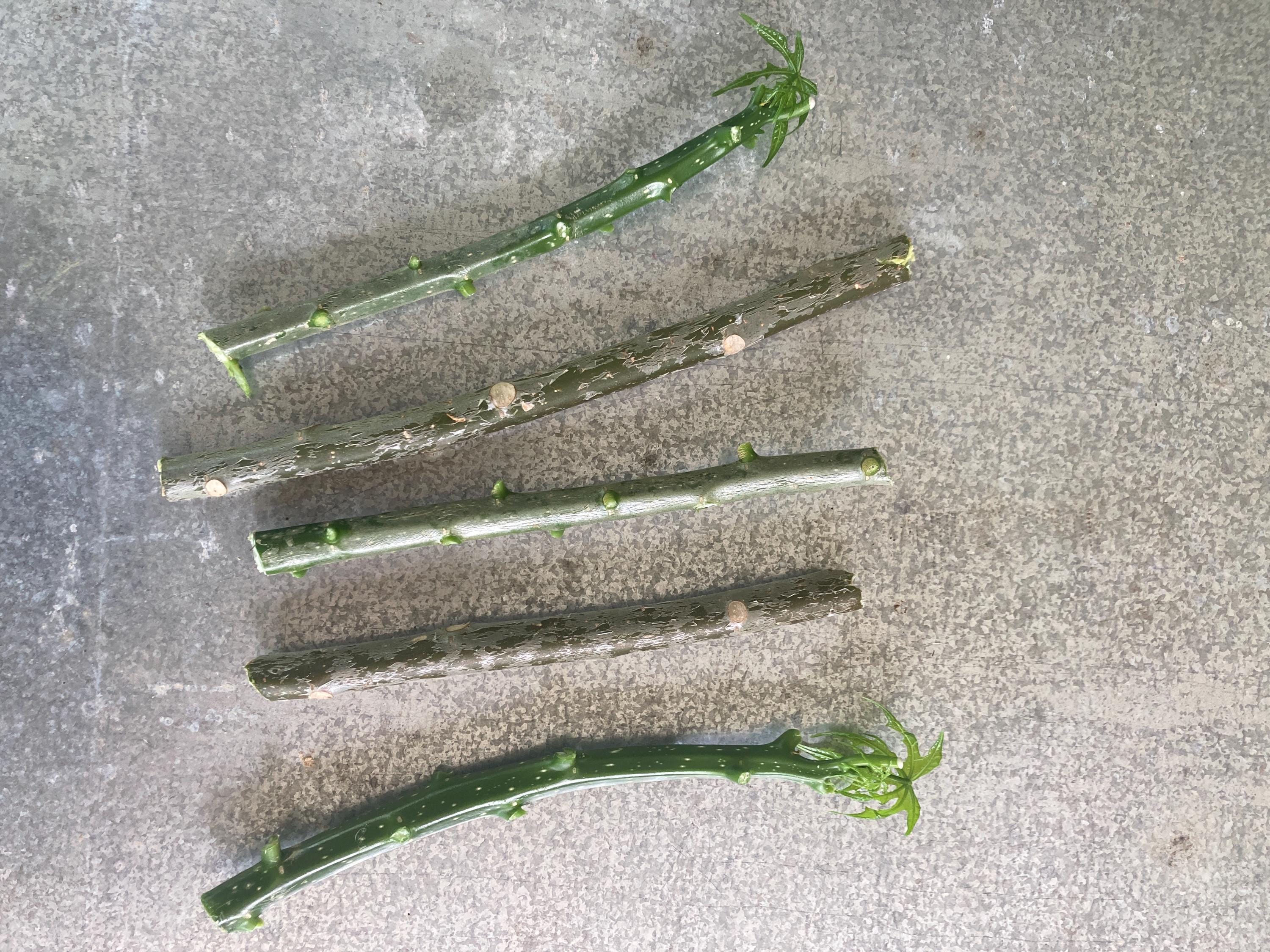 Chaya Cuttings (2 Varieties) - Etsy