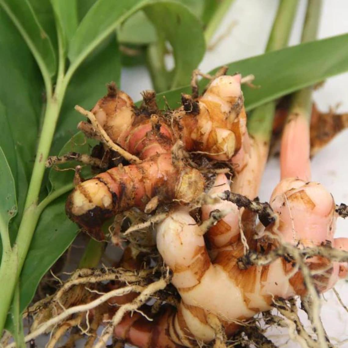 Galangal (alpinia Galanga) - Live Rhizome - Etsy