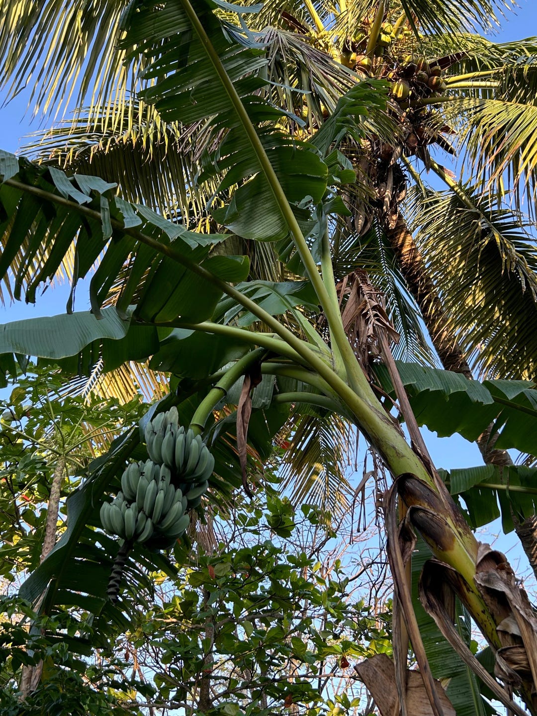 Blue Java (ice Cream Banana) - Live Rhizome - Etsy