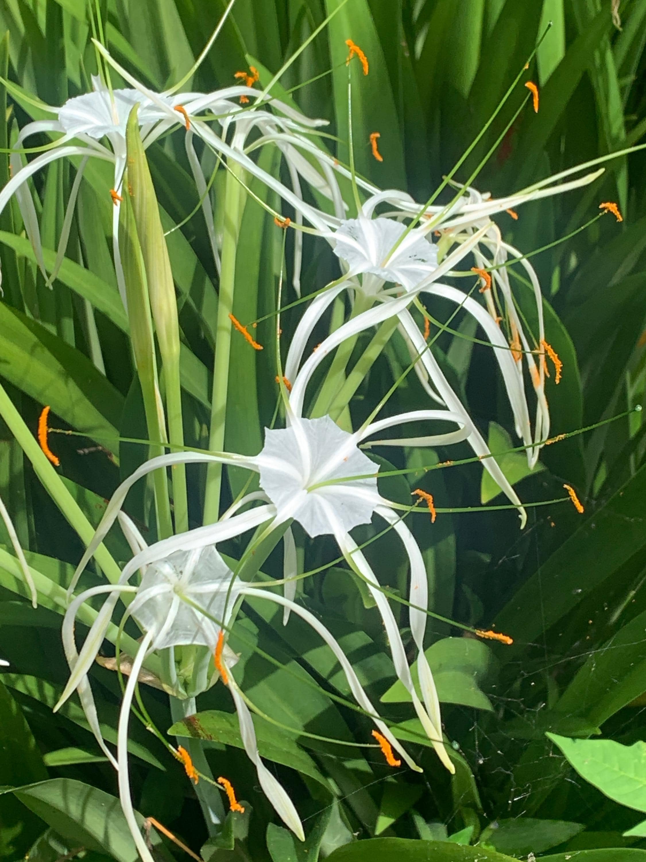 White Spider Lily (hymenocallis Littoralis) - 1 Live Bulb - Etsy