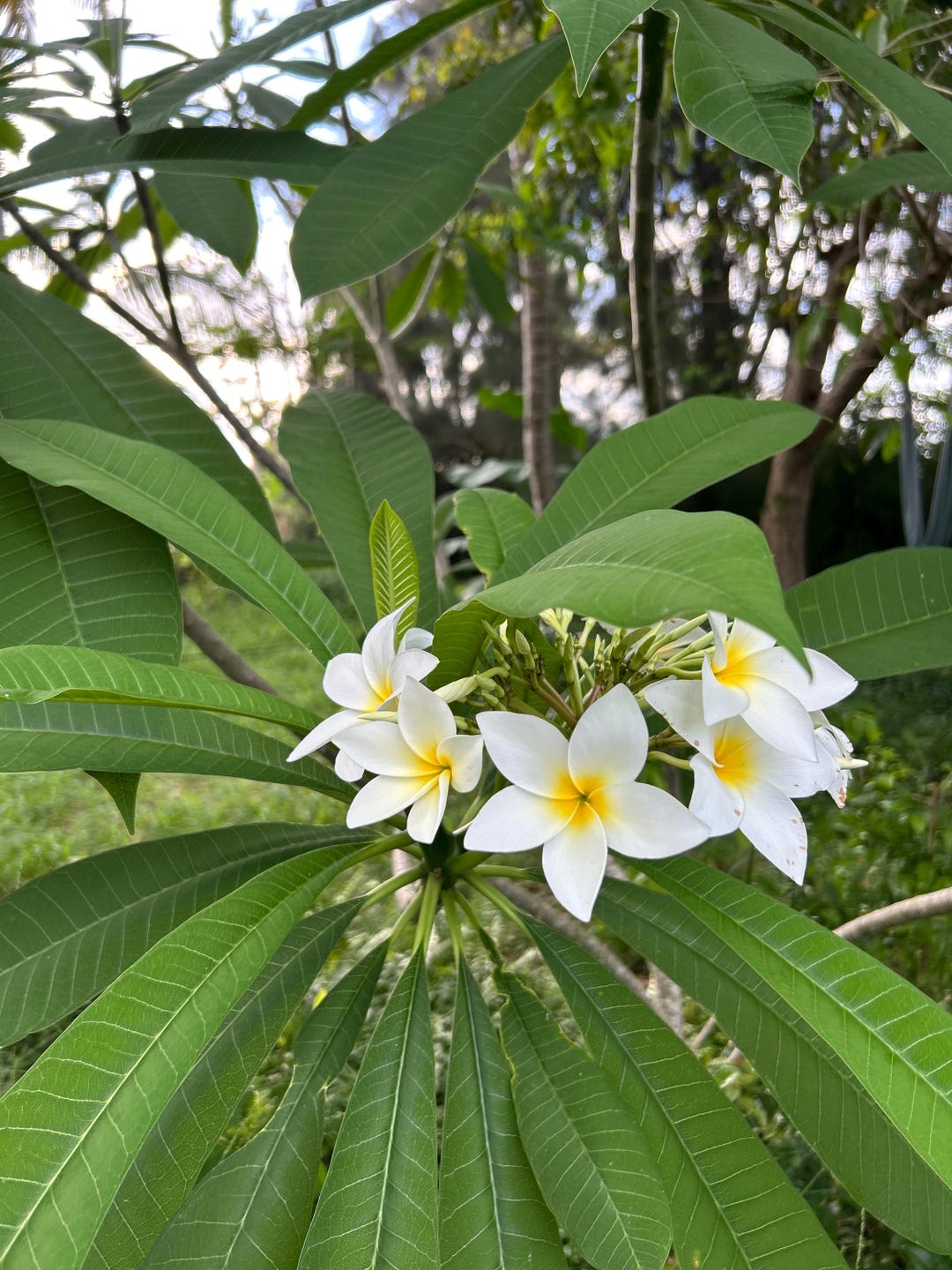 Frangipani (plumeria Rubria) White and Yellow 4-6 Inch Cutting - Etsy