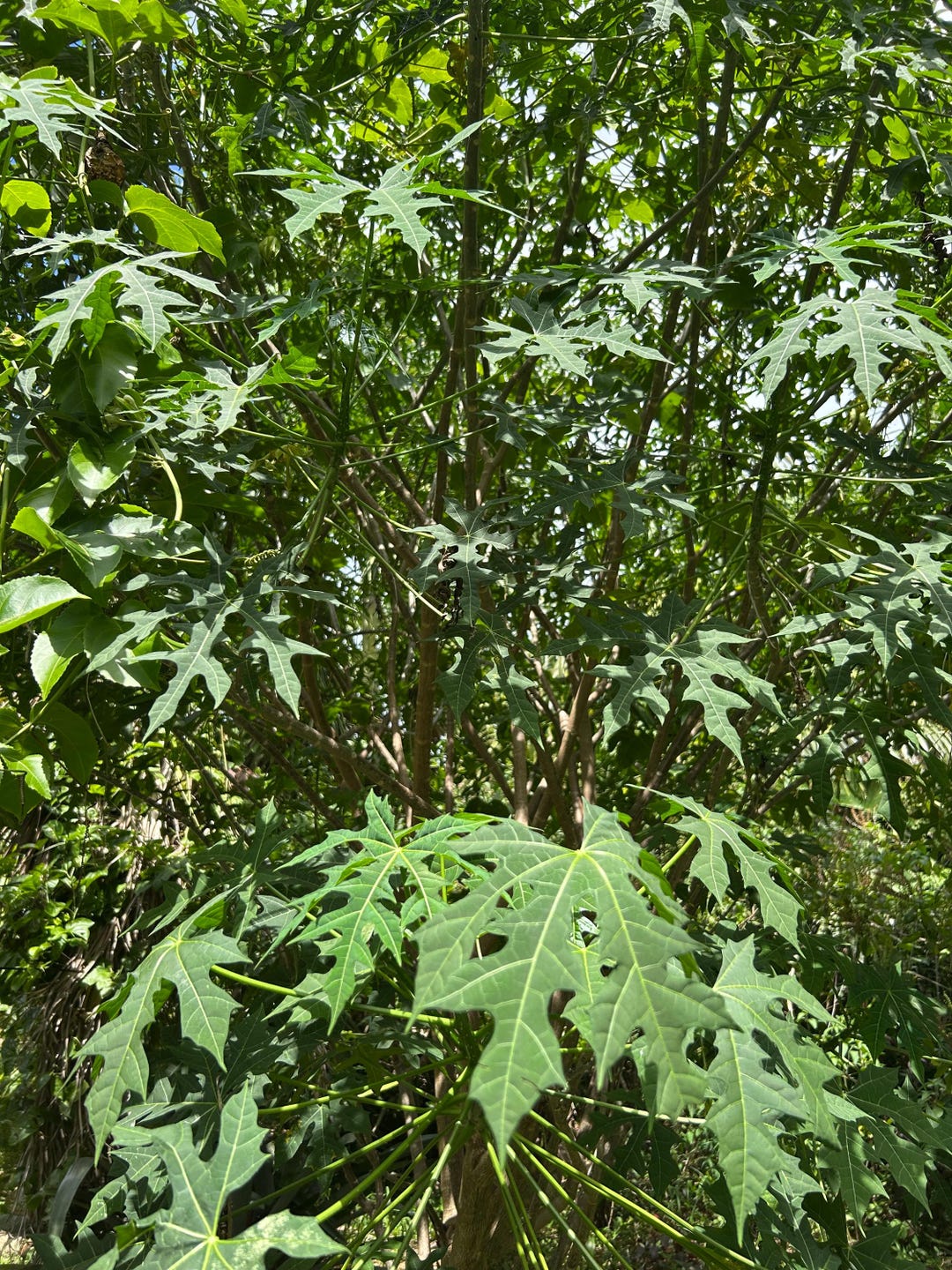 Chaya Cuttings (cnidoscolus Aconitifolius) - 2 Varieties - Etsy