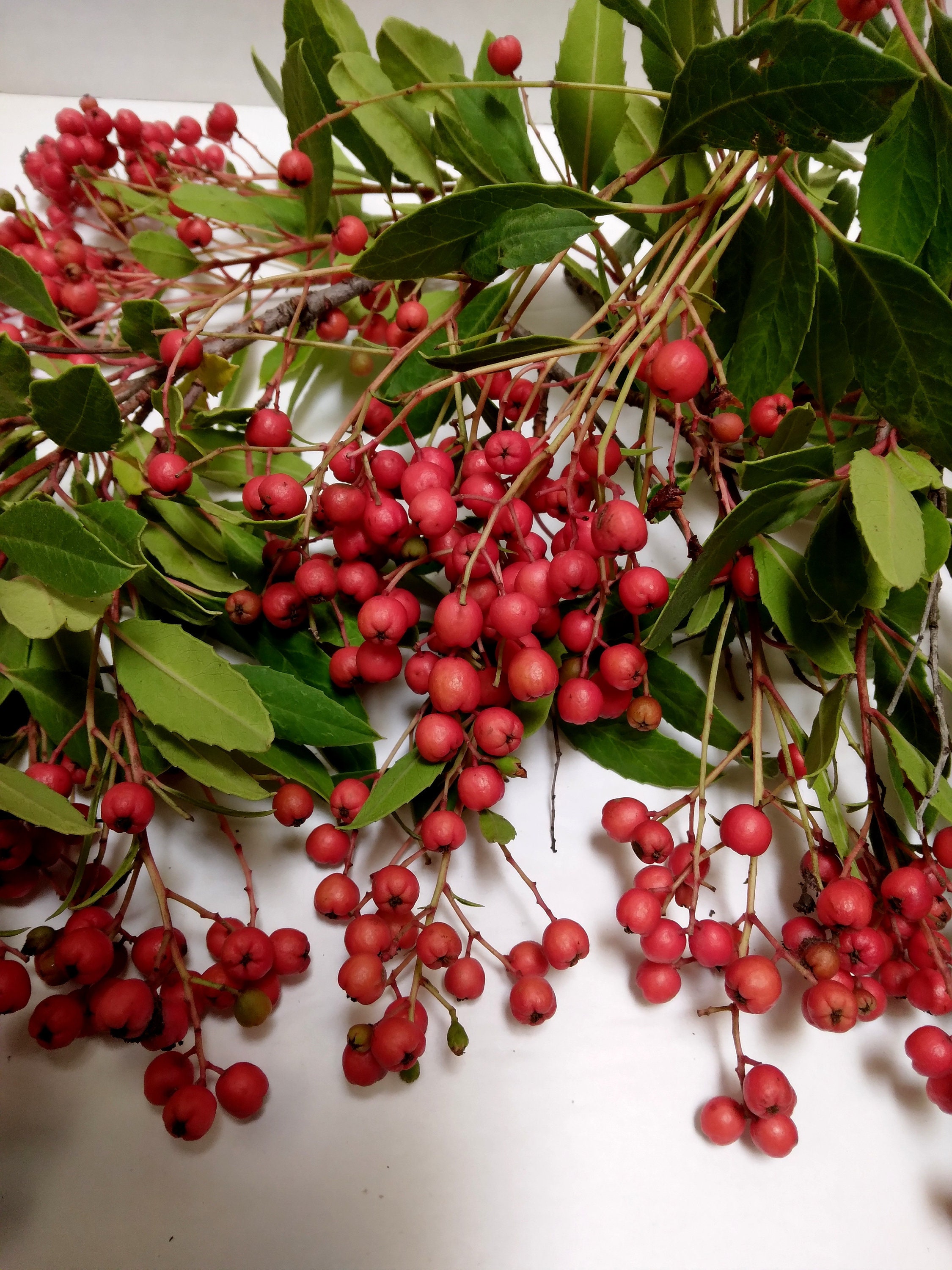 Fresh Toyon Berry Clusters, Christmas Berry, Red Berries for Decorating ...