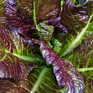 GIANT Red Mustard Plant SEEDS, Vegetable Garden, Organic Non-gmo ...