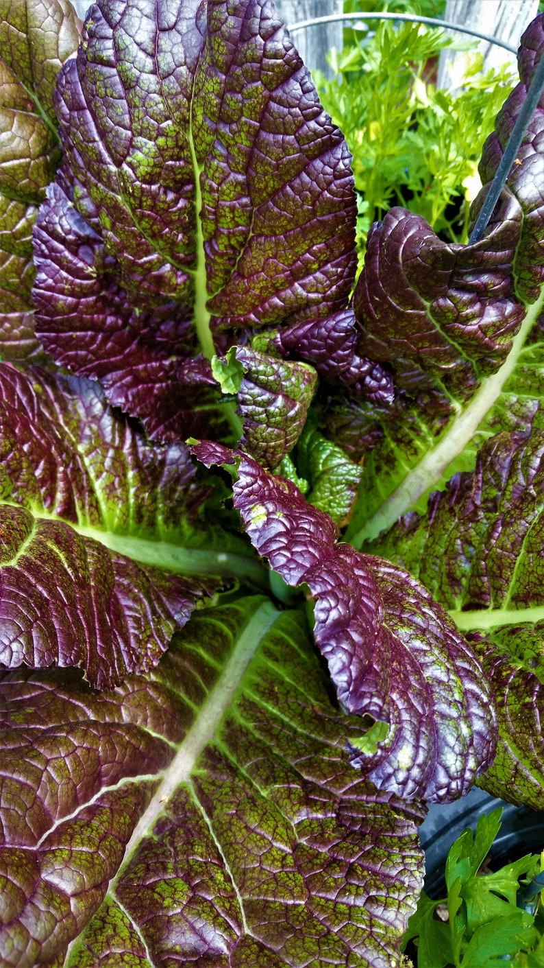 GIANT Red Mustard Plant SEEDS Vegetable Garden Organic | Etsy