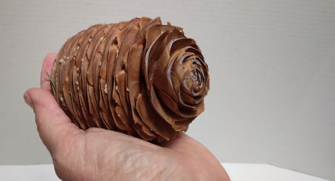 Deodar Cedar Cone, Wreaths Crafts Ornament, Natural Decor, Florist ...