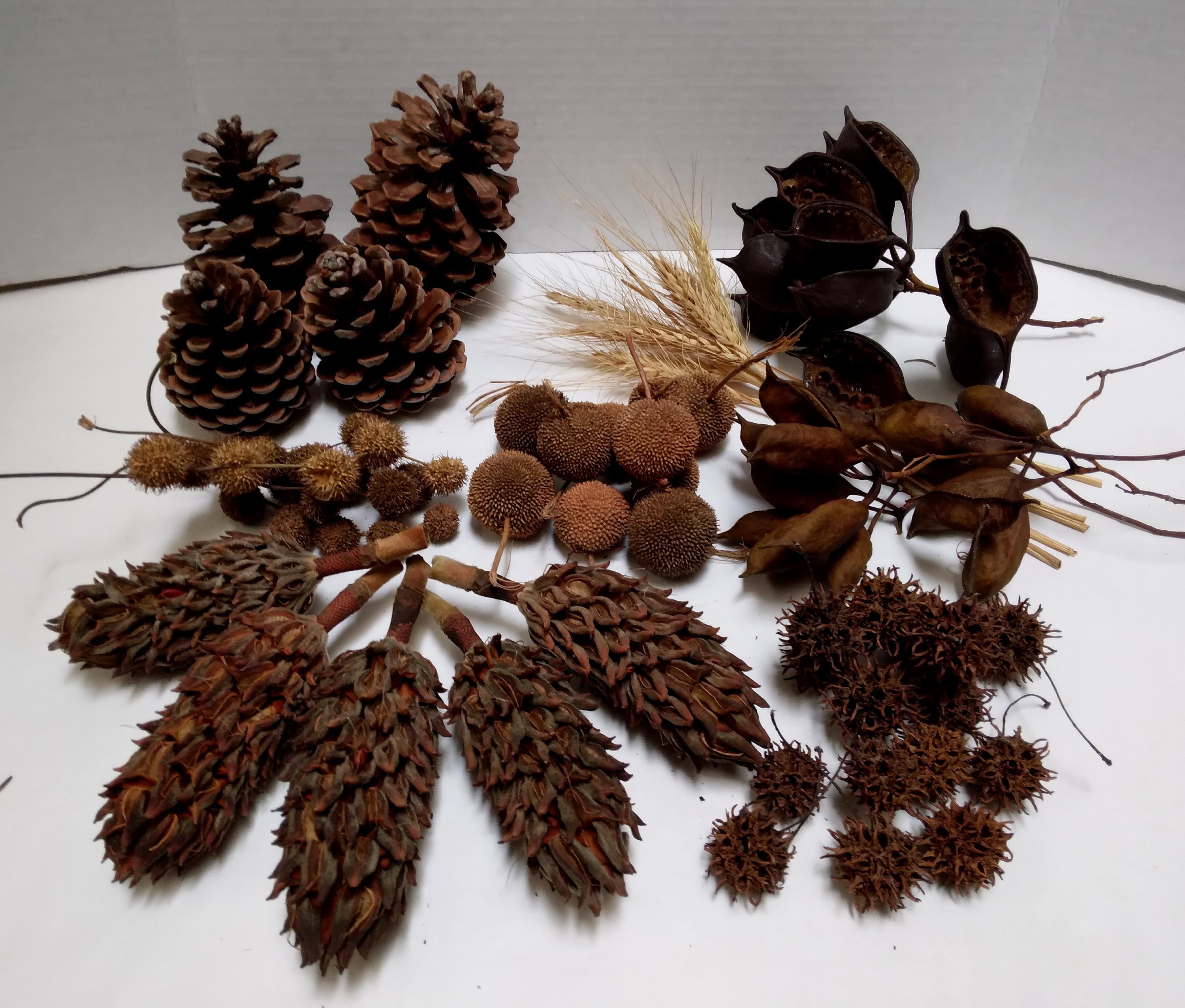 Pine Cone Seed