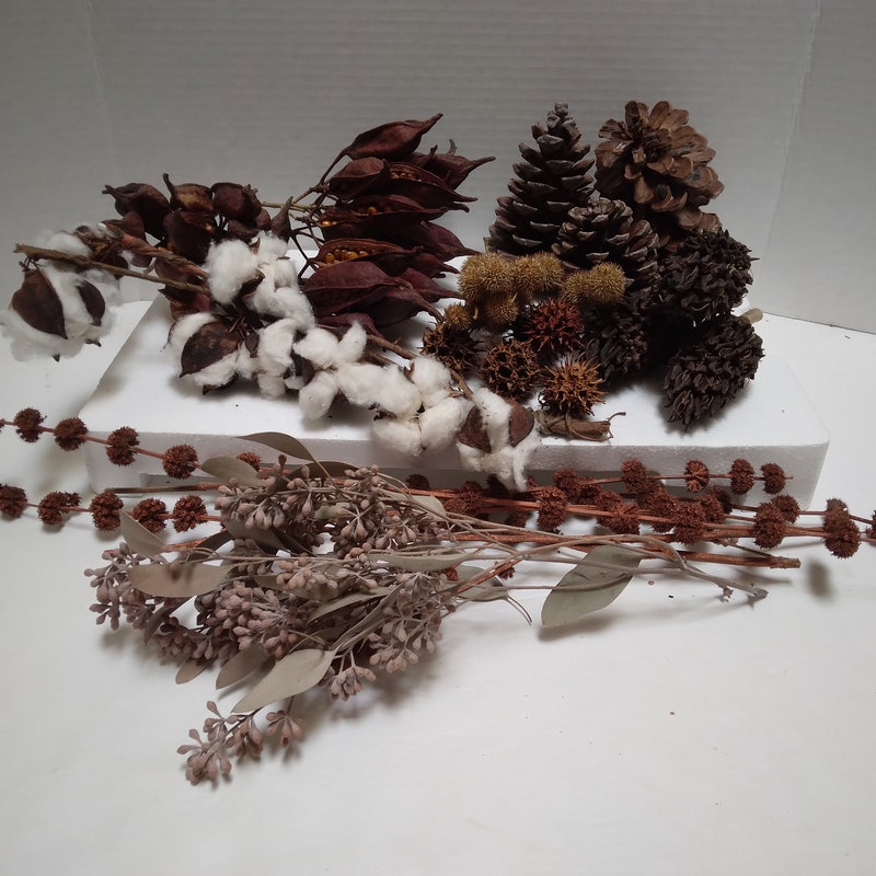 Dried Seed Pods - Etsy
