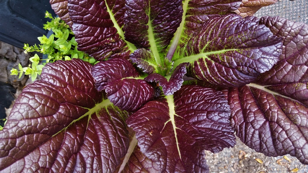GIANT Red Mustard Plant SEEDS, Vegetable Garden, Organic Non-gmo ...