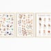 Woodlands Nursery Set of 3, Alphabet Numbers Posters, Woodland Nursery ...