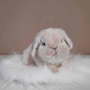 Bunny Realistic Toy, Rabbit Stuffed Animal, Plush Toy - Etsy