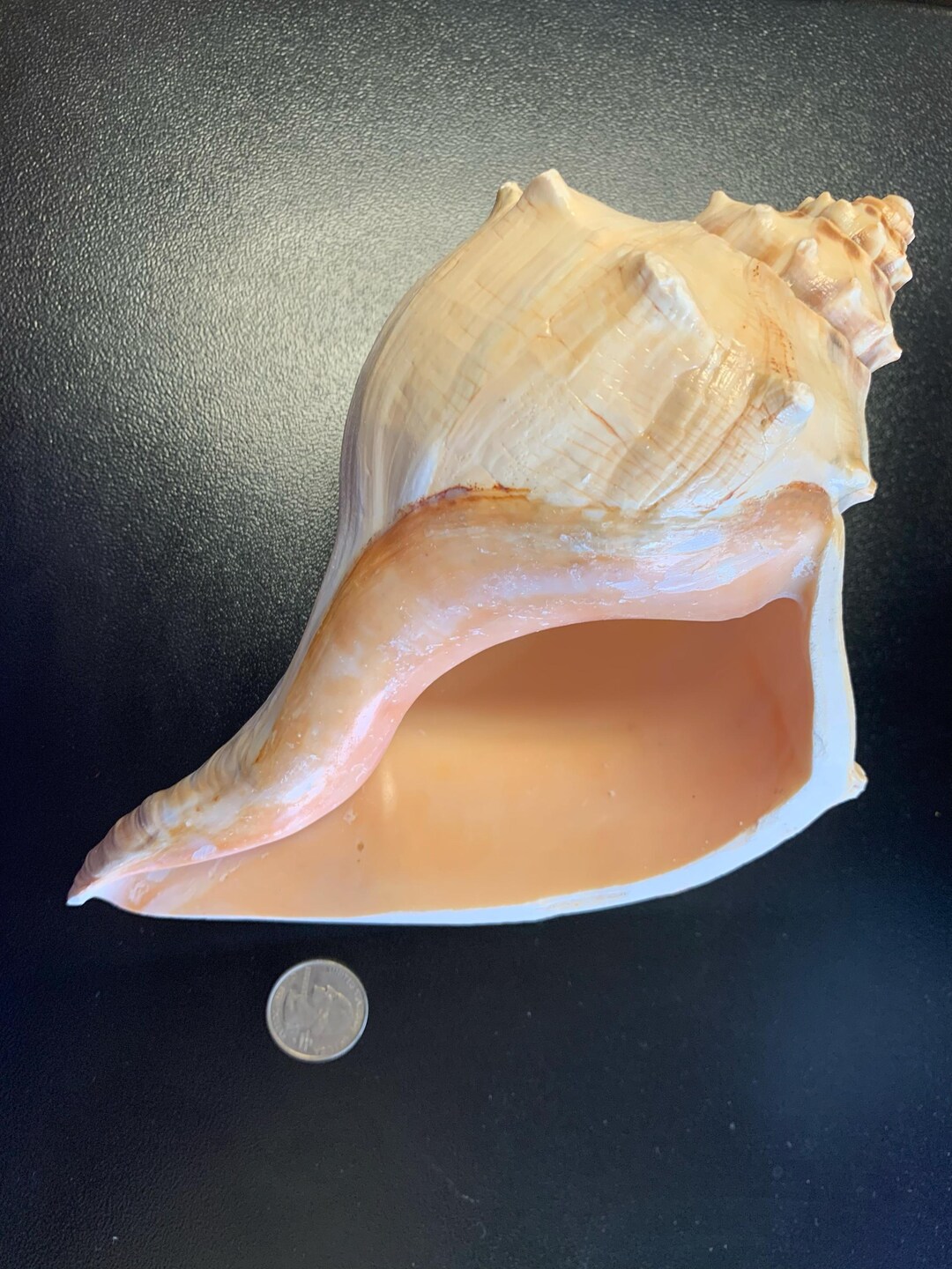 Caracol Sea Shell - Etsy
