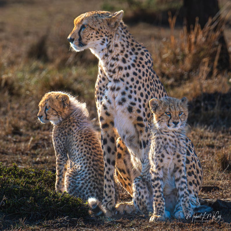 Kenya Wildlife Photo Print, Cheetah With Cubs (square Sizes) - Etsy