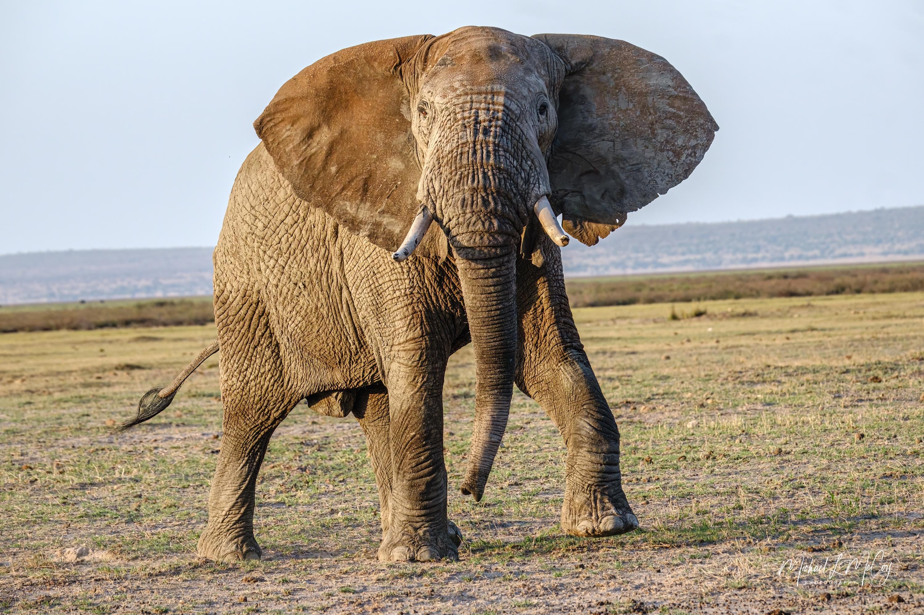 Powerful Elephant Wall Art Photo Print, Large Livingroom Wall Art ...